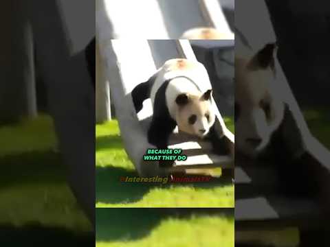 Panda Is The DUMBEST Creature!