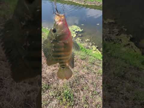 Mexican Mojarra