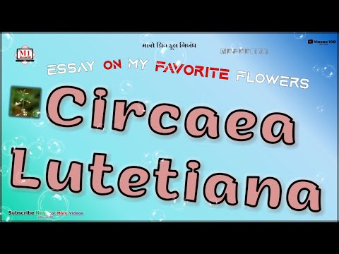Circaea lutetiana Flower | Essay On Circaea lutetiana Flower | My Favorite Flower Circaea lutetiana
