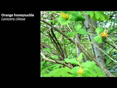 The Delicate Balance - some of BC's beautiful native plants and trees