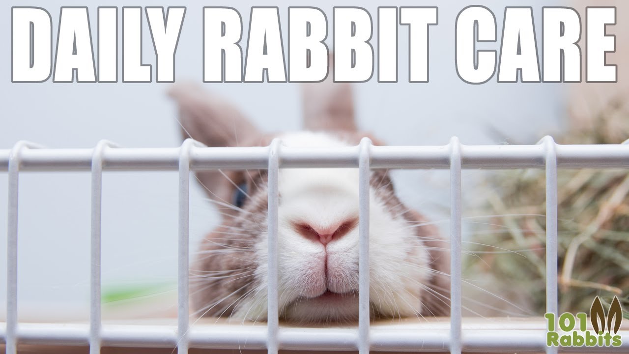 Daily Rabbit Care 🐰