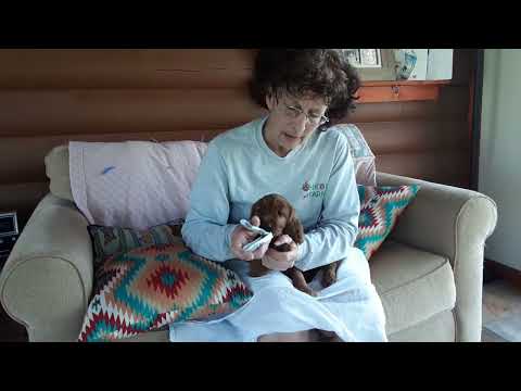 Irish Setter Nail Clipping 6 weeks