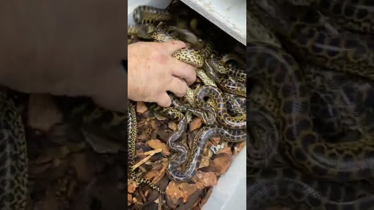 Tiny Snakes With Big Attitudes 🤣 #shorts #animals #reptile #snake #anaconda #funnyanimals