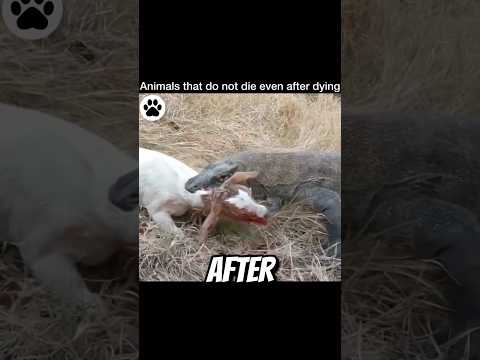 2 Animals That Keep Going Even After Death!