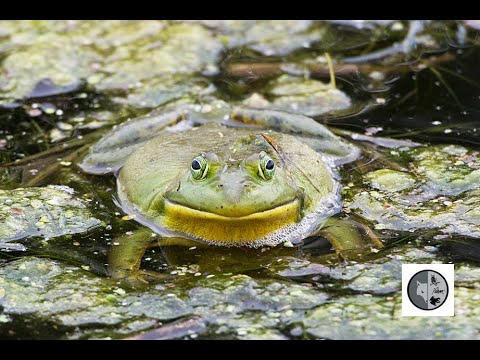 Bullfrogs fighting in Canada, video | Dear Kitty. Some blog