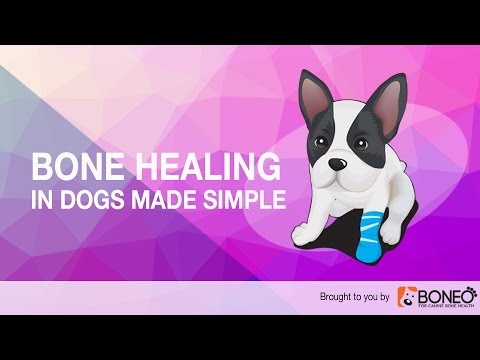 Broken Bones in Dogs: How the Healing Process Works