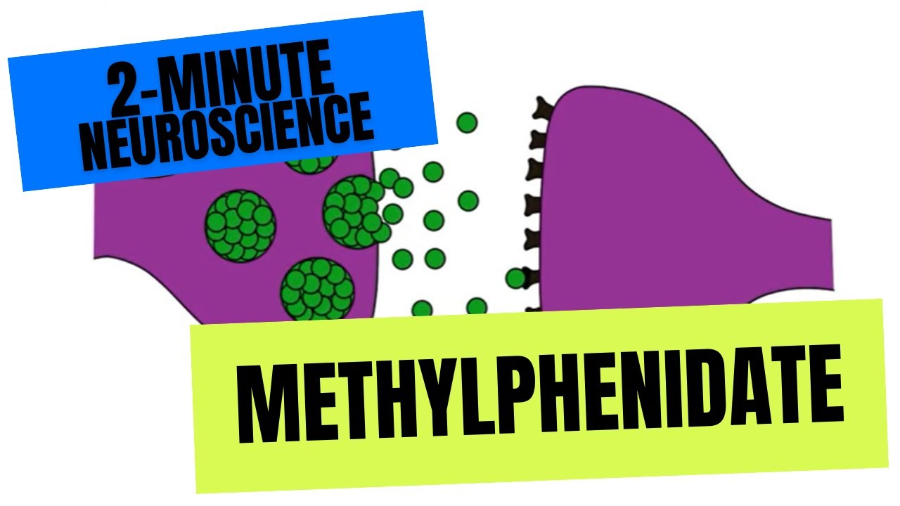 2-Minute Neuroscience: Methylphenidate