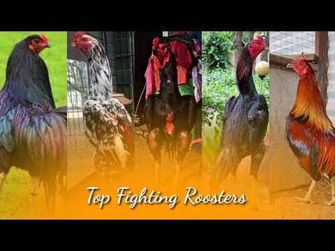 Top 7 Fighting Roosters In The World