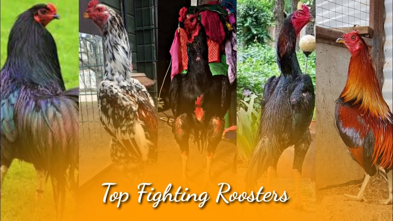 Top 7 Fighting Roosters In The World