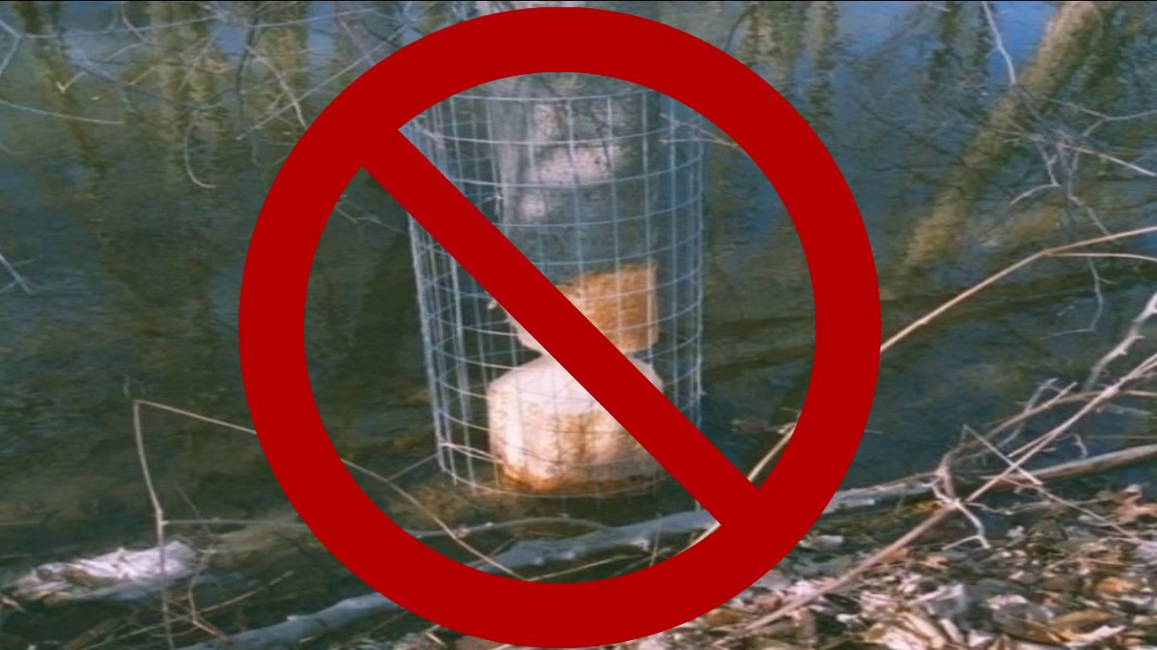 Protect Your Trees From Beavers