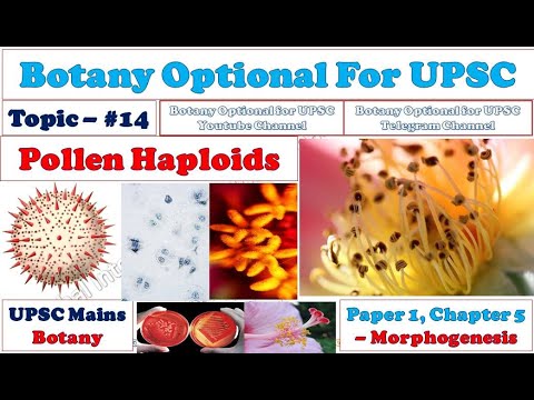 Pollen Haploids: Haploid culture: Plant Tissue Culture: Botany Optional ...