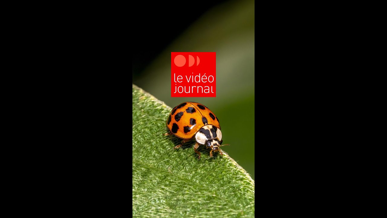 How to combat a ladybug infestation