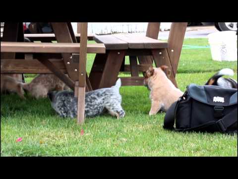 Aust Cattle Dog Puppies for Sale