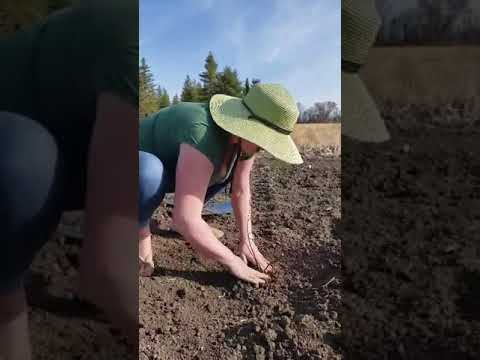 Planting a Saskatoon Berry Bush