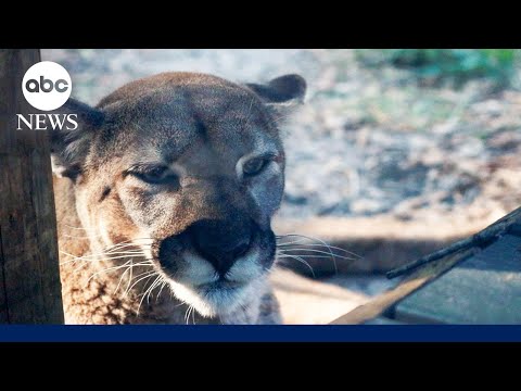 Here's how experts are trying to save the endangered Florida Panthers