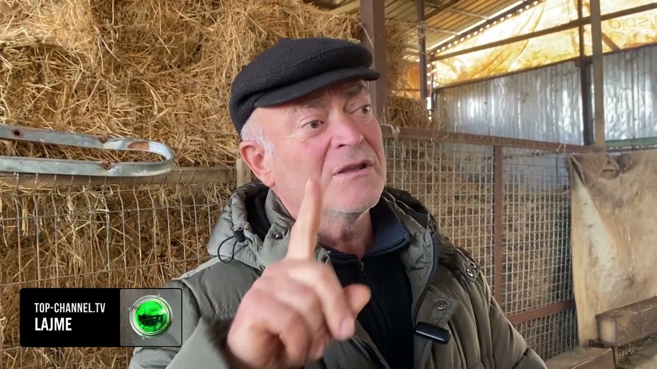Top Channel/ Blegtorët e Myzeqesë: Çmimi i ulët i qumështit po e çon ... Top Channel/ Blegtorët e Myzeqesë: Çmimi i ulët i qumështit po e çon ...