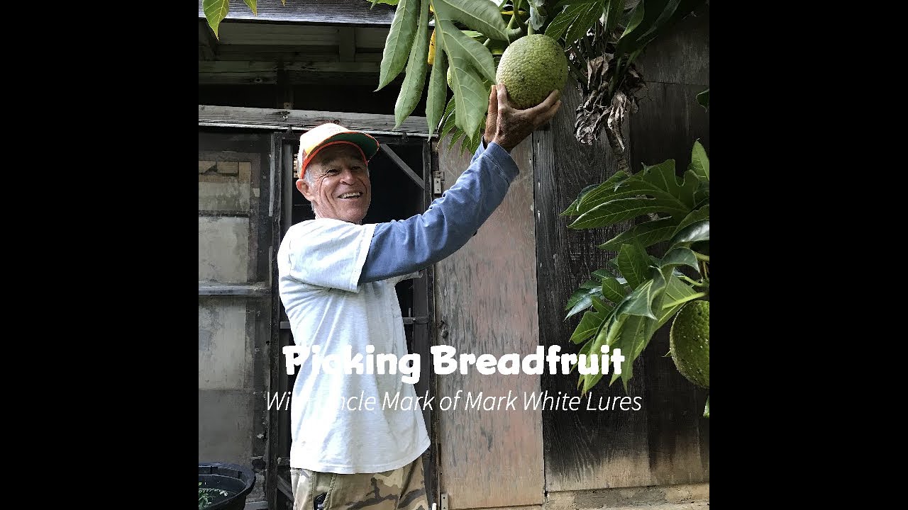 How to Pick Breadfruit (ʻUlu)