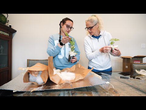 Unbox Unicorn Plants From Ronnie. Shared Plant Unboxing With Alocasia Bridget. Wish List Plant DONE!