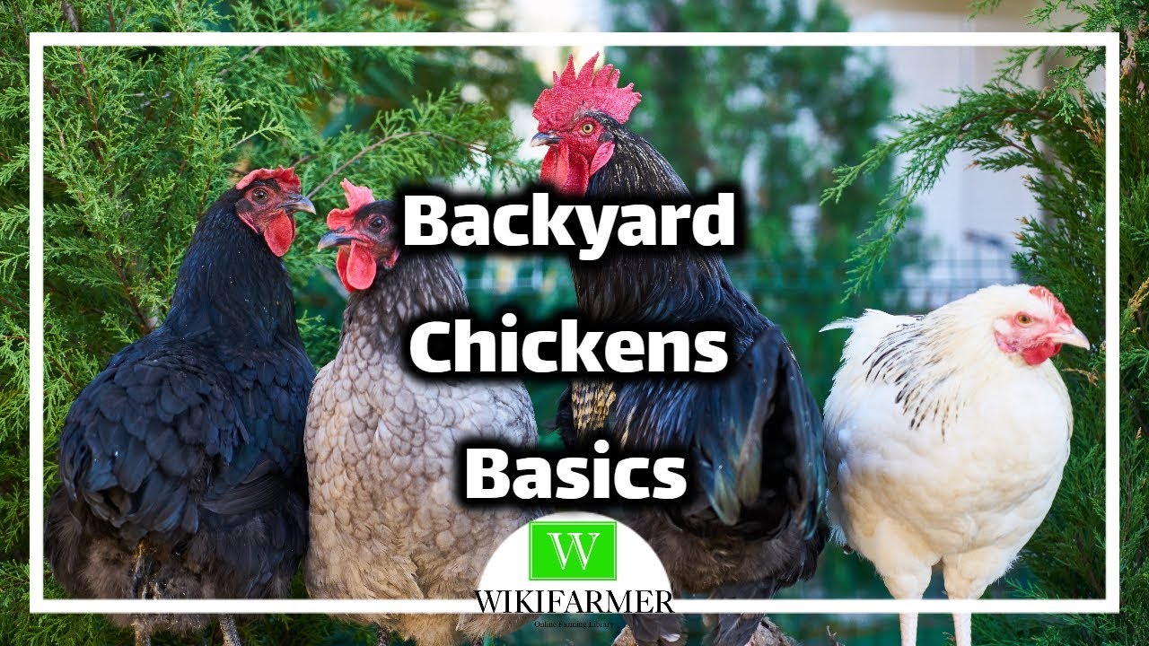 How to Raise Chickens