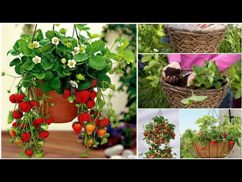Best 🍓Strawberries Pots & Planters Growing at Home & Backyard.