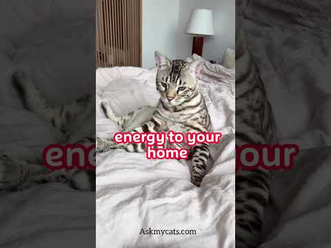 Are you single, then we have 5 best cat breed for you.