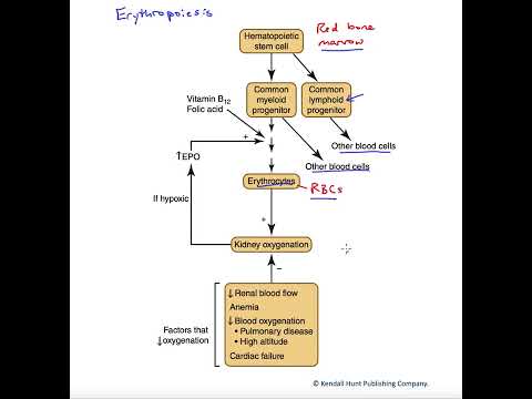 Erythropoiesis