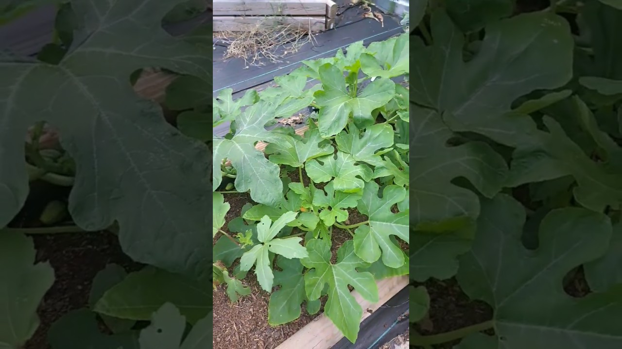 I DON'T WANT TO ACCEPT THIS IS IN MY GARDEN!