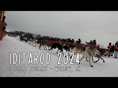 Iditarod 2024 - We watched the official restart in Willow, Alaska