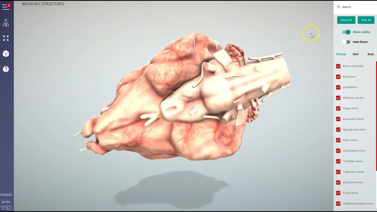 Canine brain key structures - 3D Veterinary Anatomy