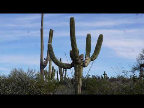 Saguaro Cactus - Facts and Questions.