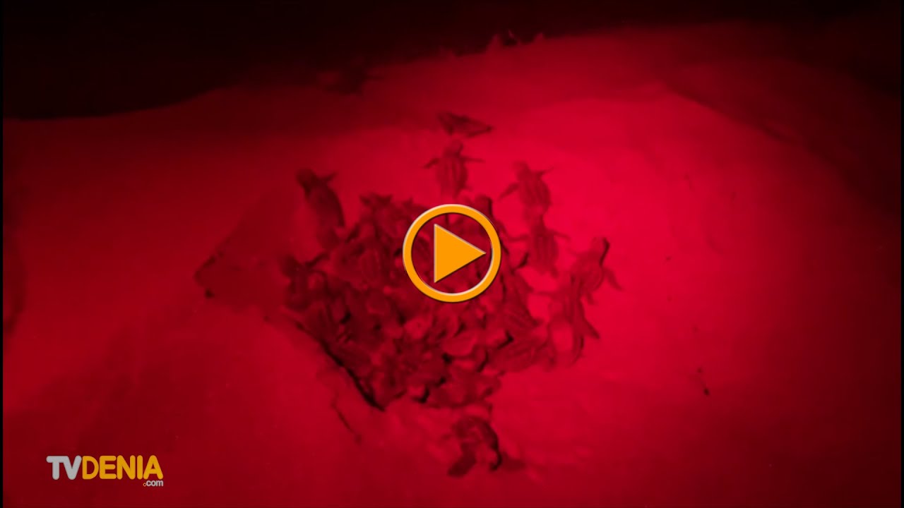 Nacen 72 tortugas en la playa de Dénia