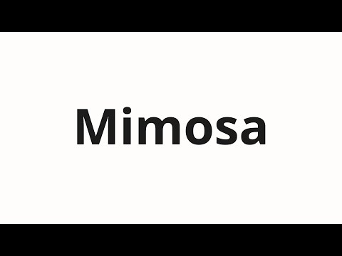 How to pronounce Mimosa