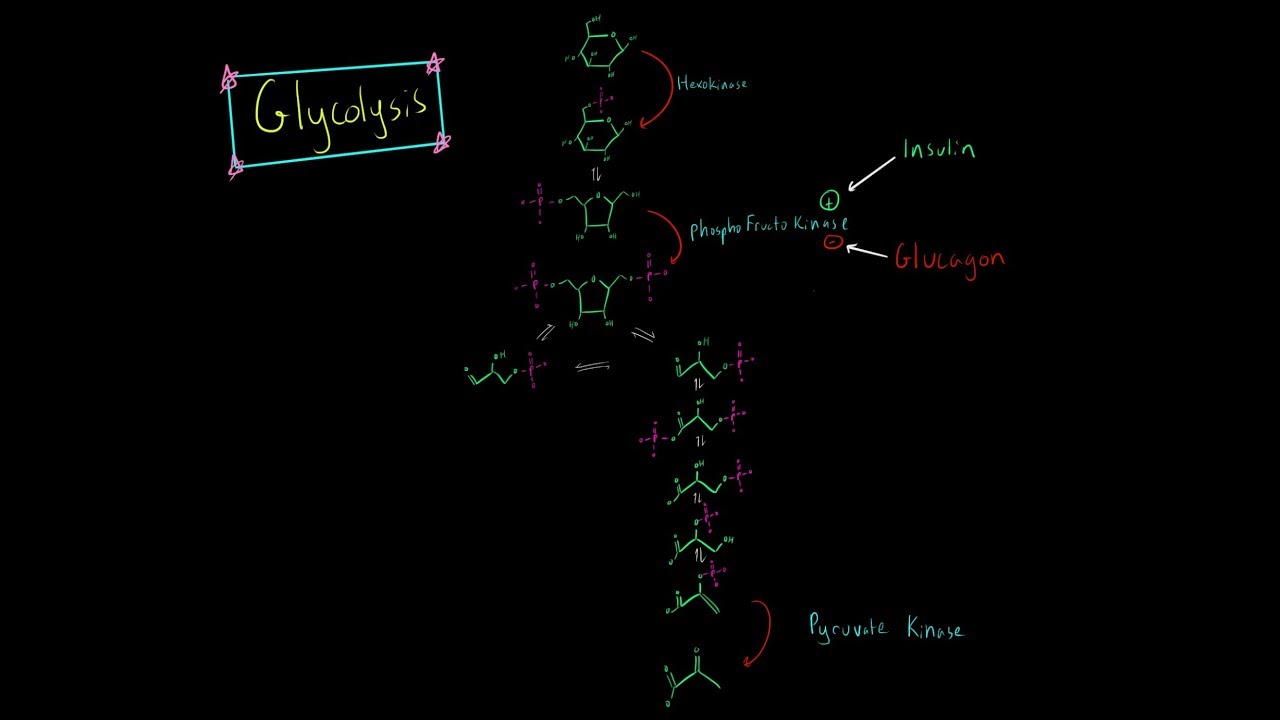Glycolysis (EVERYTHING YOU NEED TO KNOW FOR MCAT IN 12 MINUTES BY 99% SCORER)