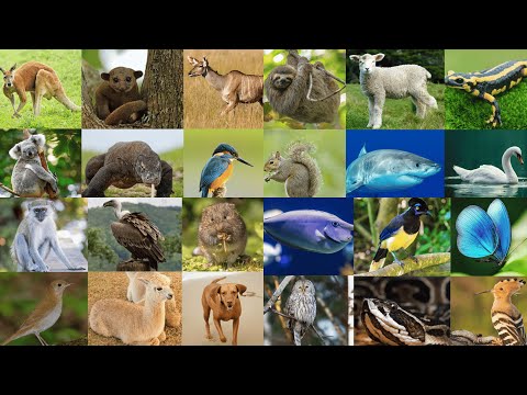 Animal Alphabet Adventure: A to Z with 10 Animals Each