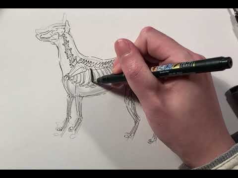 Drawing a dog's skeleton