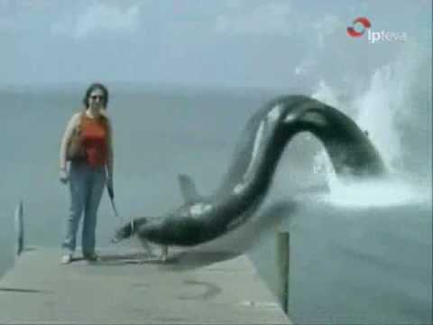 Anguille géante | Reproduction des Tortues