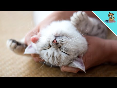 THIS Is Why Cats Purr While They SLEEP!