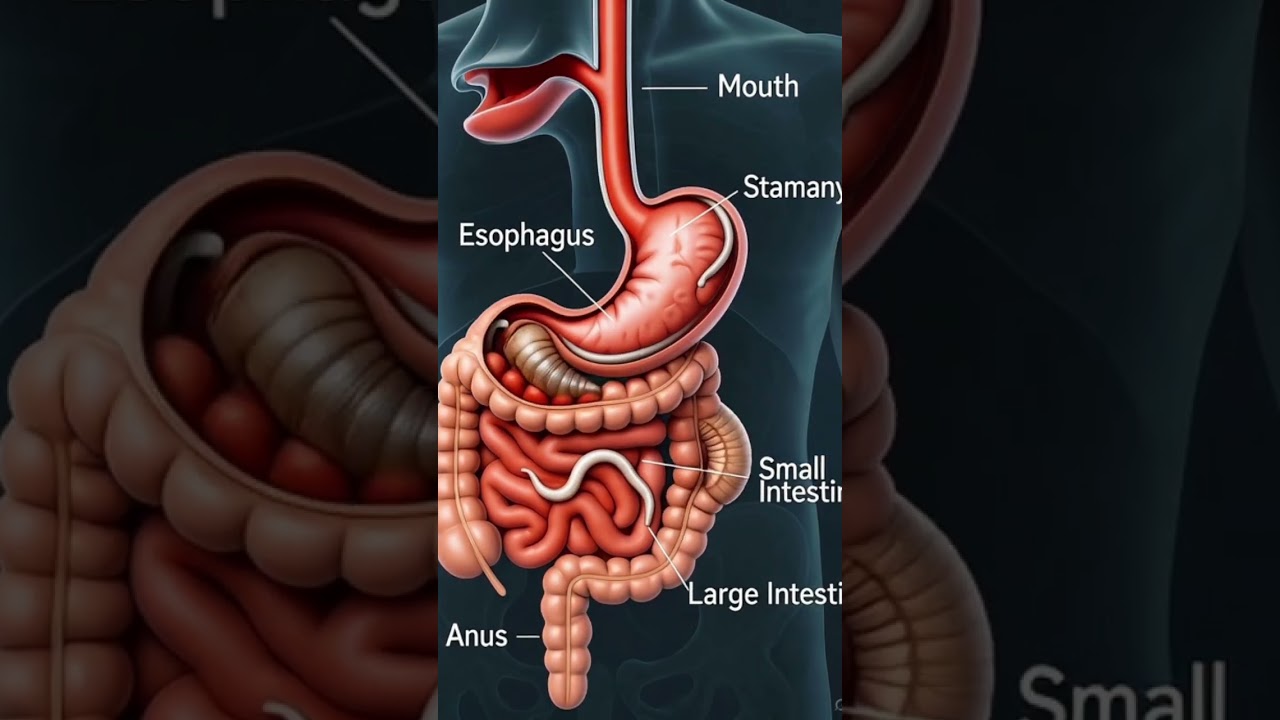 Anatomy of the Alimentary Canal | Human Digestive System Explained|The human blueprint