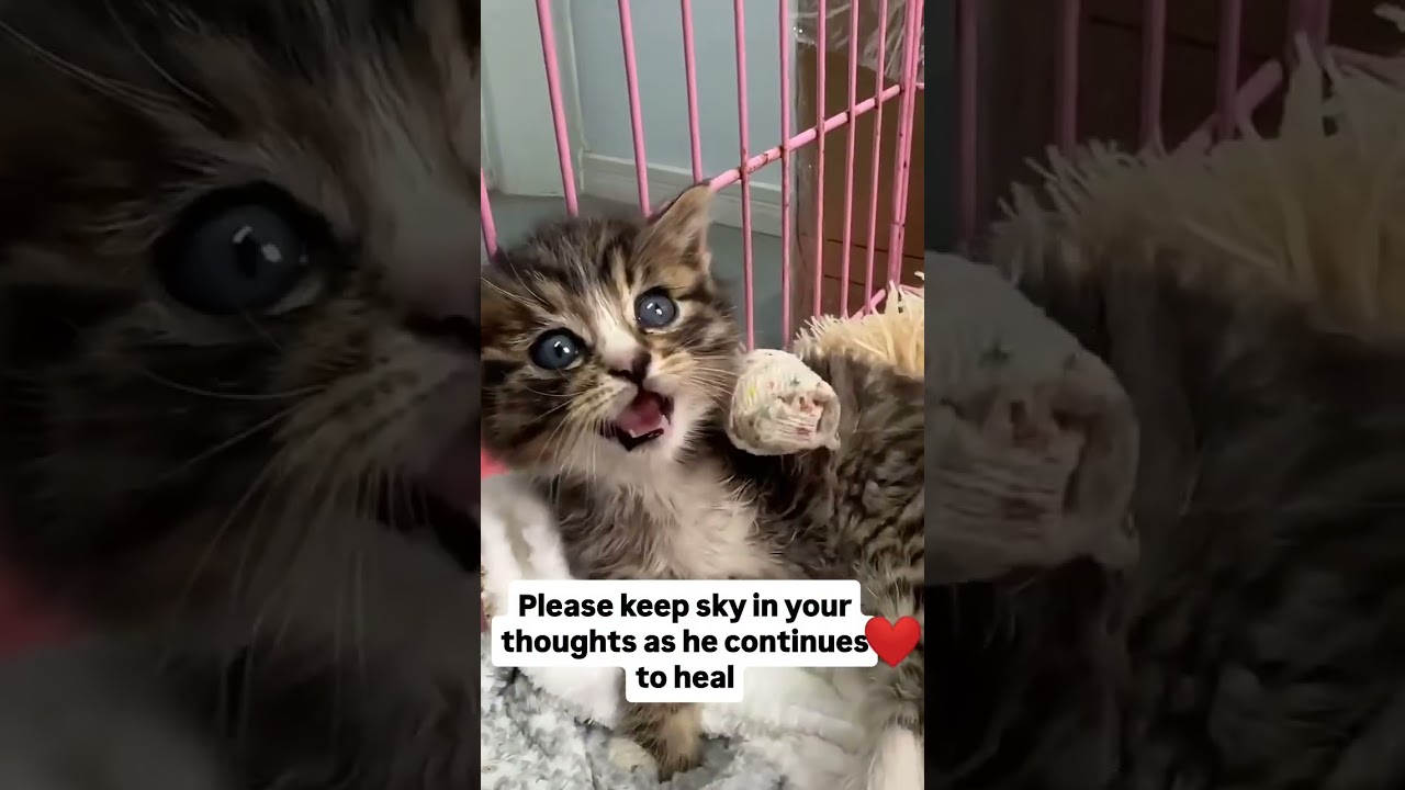 Link in bio for donations donate now #cat #adoptstrays #northamerica #donate