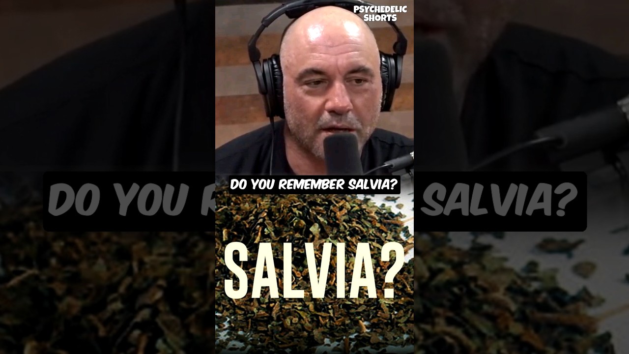 Joe Rogan Remembers Salvia 🚀👍