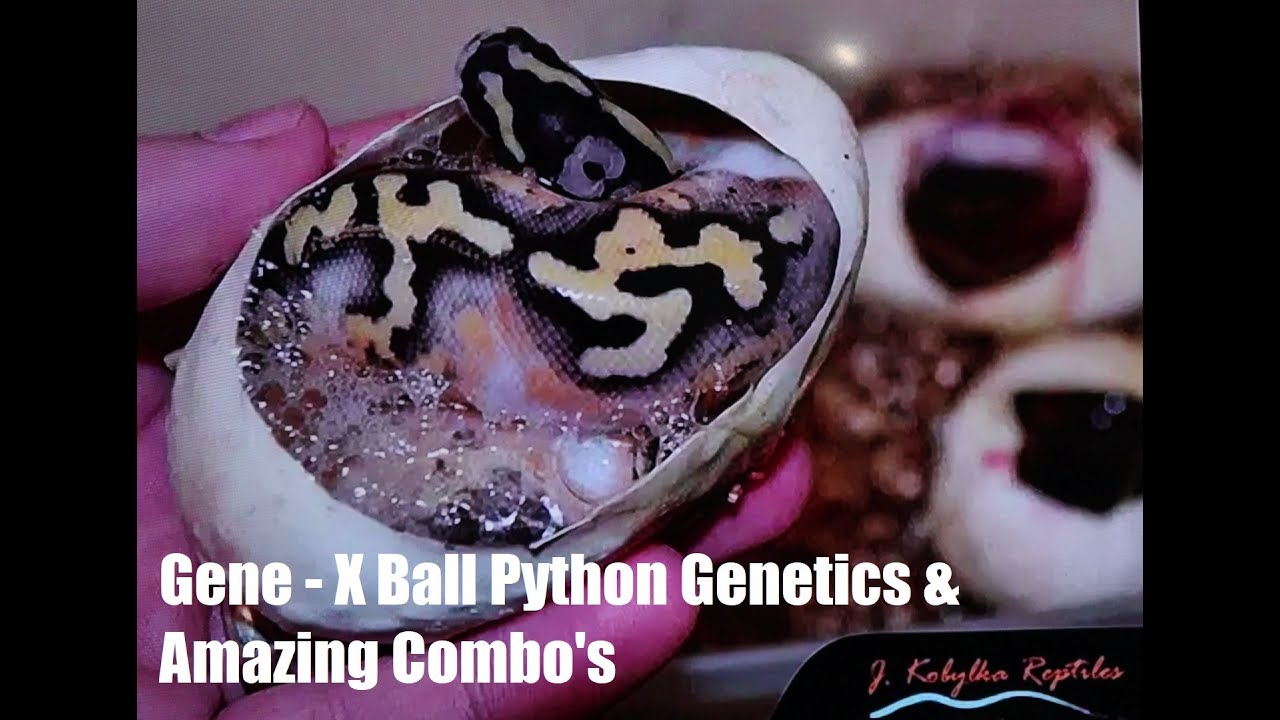 Gene-X Ball Python Genetics and Amazing Combo's