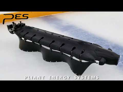 Velox, the Amphibious Robot