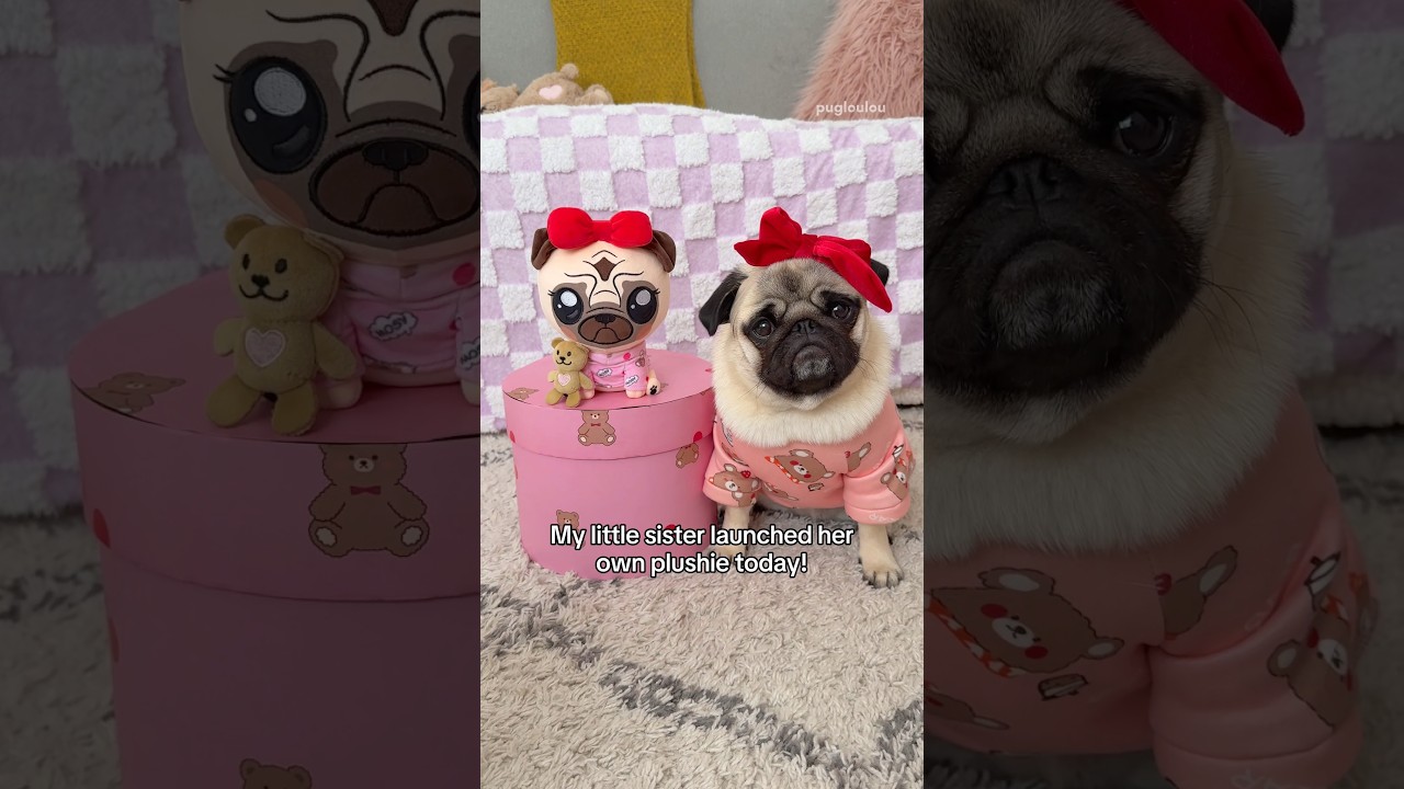 My PUG has her own PLUSHIE now!! 🧸🎀 #pug #dog #shorts
