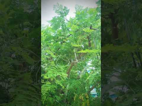 Moranga trees|benefits of moranga|moranga ke fayde|gk urdu