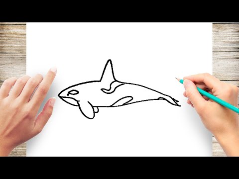 How to Draw a Killer Whale Step by Step for Kindergarten
