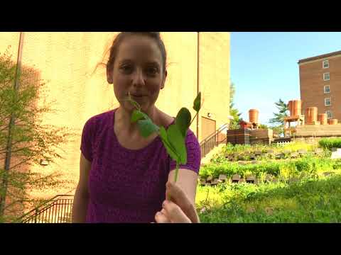Gardening Tip: Edible Cover Crops