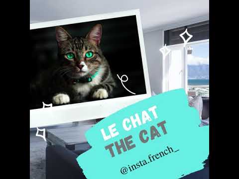 Speak Cat in French