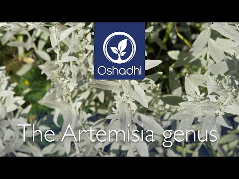 Artemisia - Herb of the Year 2014 | Essential-Oil-Plant Portrait by Dr. Malte Hozzel