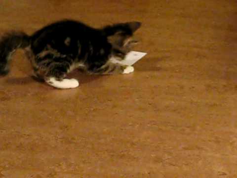 A true writer's cat