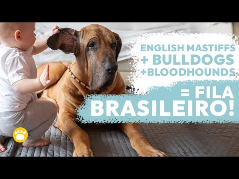 The Fila Brasileiro (Brazilian Mastiff) 101